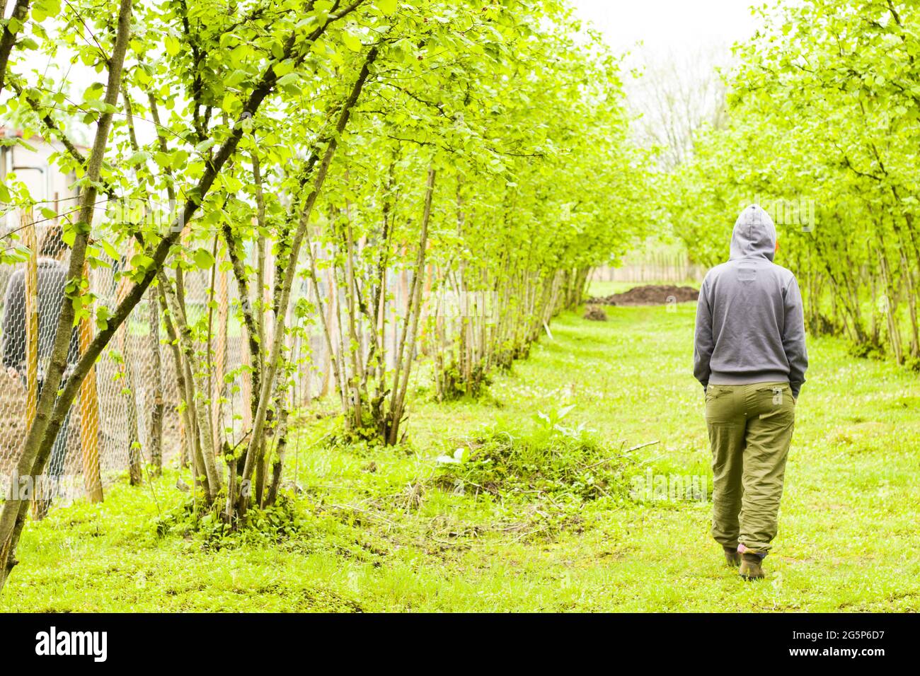 Person walking near hazelnut trees plantations in Georgia Stock Photo ...