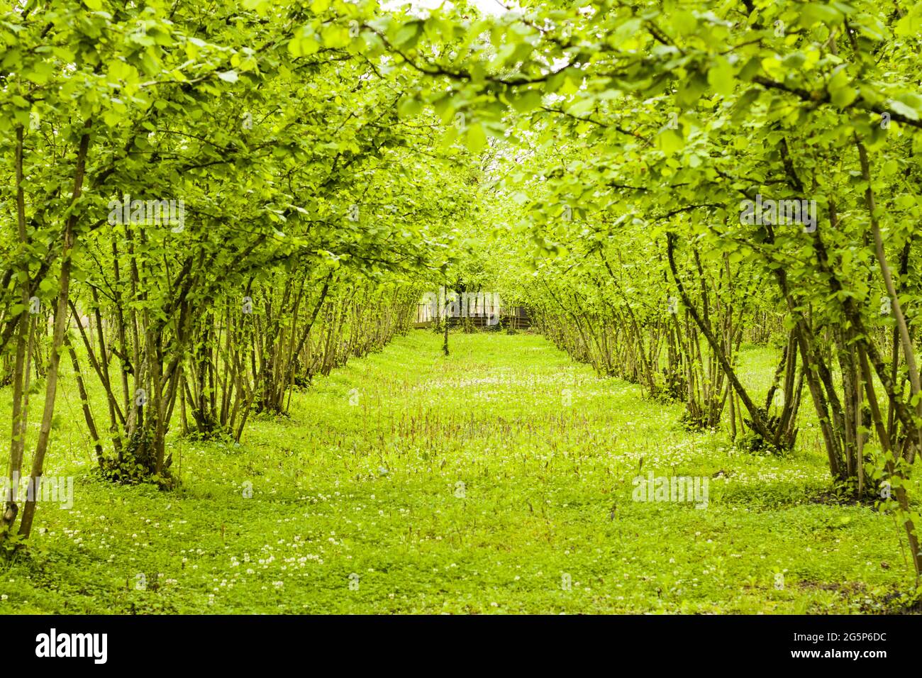 Beautiful view of hazelnut trees plantation landscape Stock Photo - Alamy