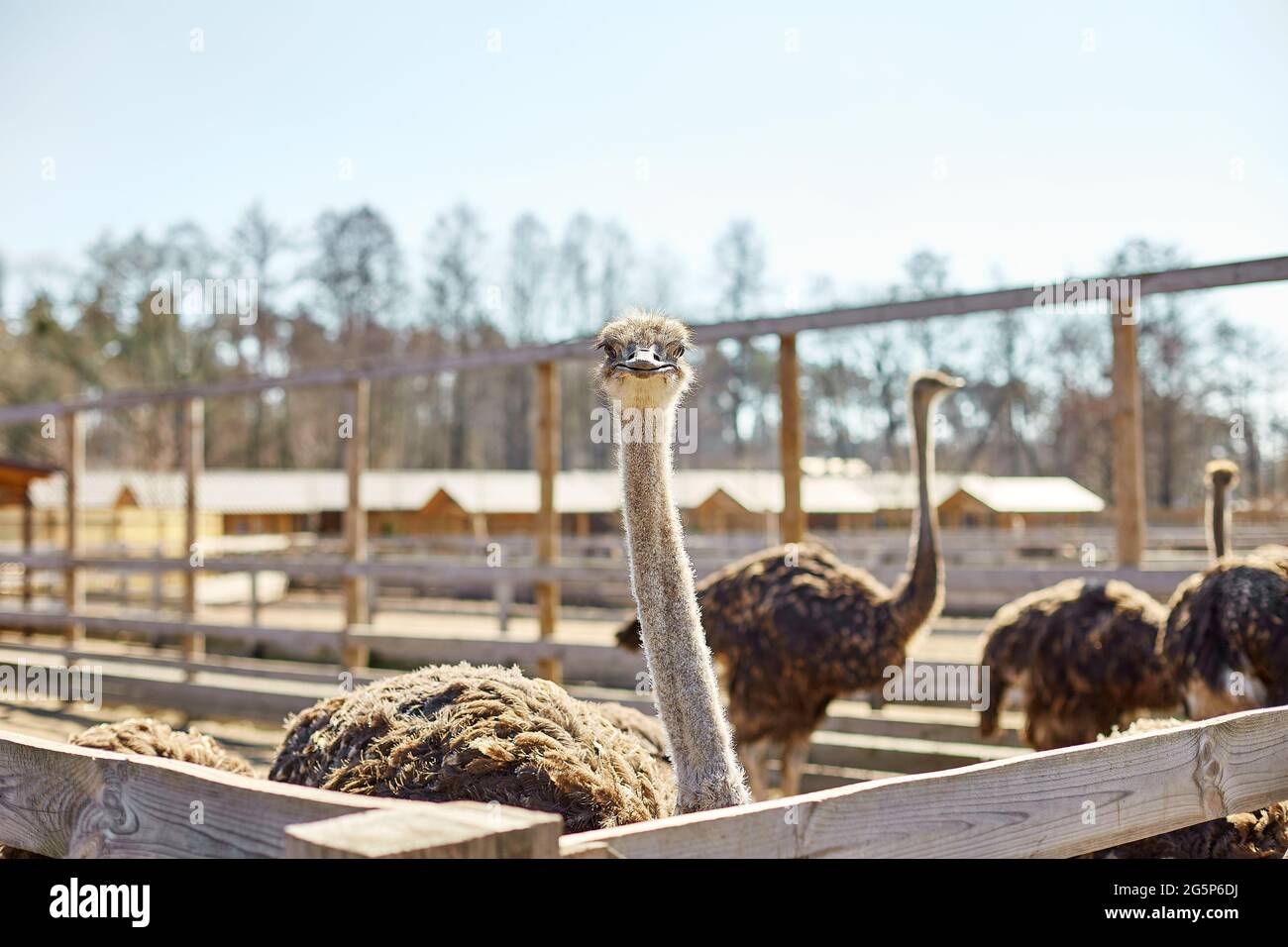 Big ostriches at farm field behind a wooden fence Stock Photo - Alamy