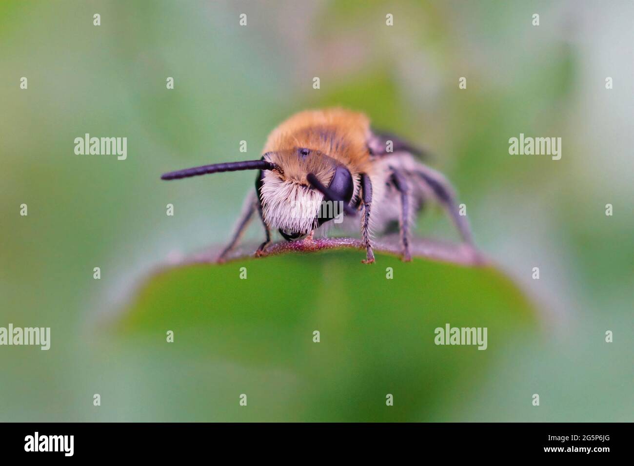 Frontal closeup of a hairy male common plasterer bee on a leaf Stock ...