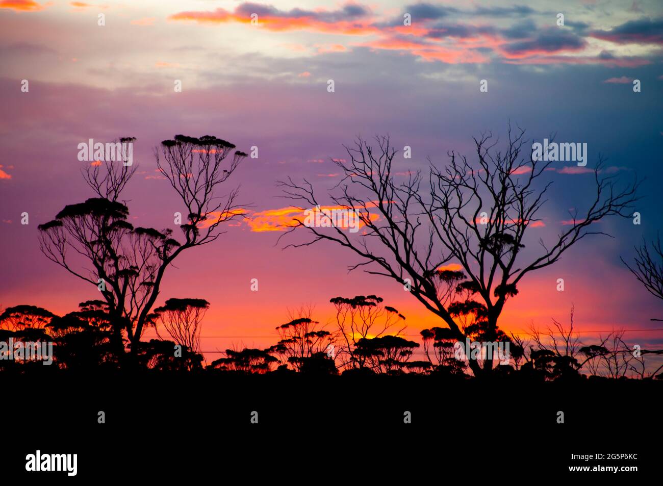 Sunset and gum tree hi-res stock photography and images - Alamy
