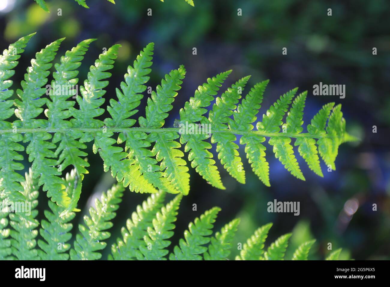 Green fern of tropical plants of Indonesia. Found in the tropical green ...