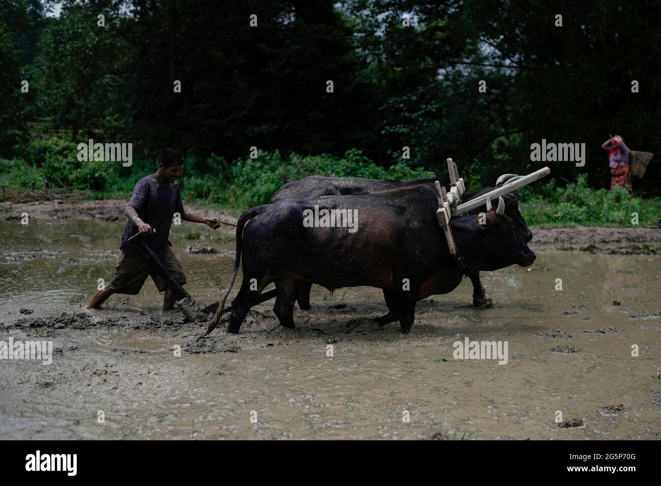 Lalitpur, Nepal. 29th June, 2021. A Nepalese farmer pushes an ox to ...