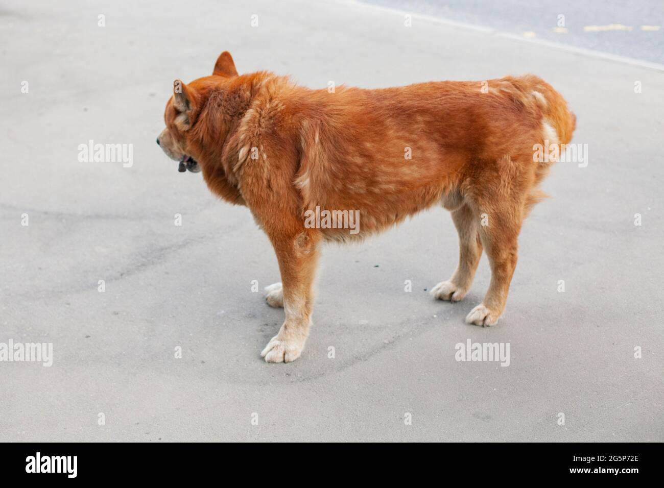Homeless dog among people. The dog is red. The pet is old. The dog ...