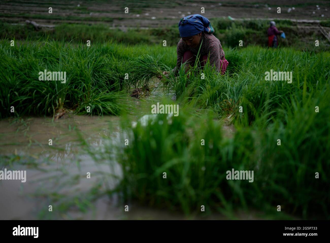 Pandhra High Resolution Stock Photography and Images - Alamy
