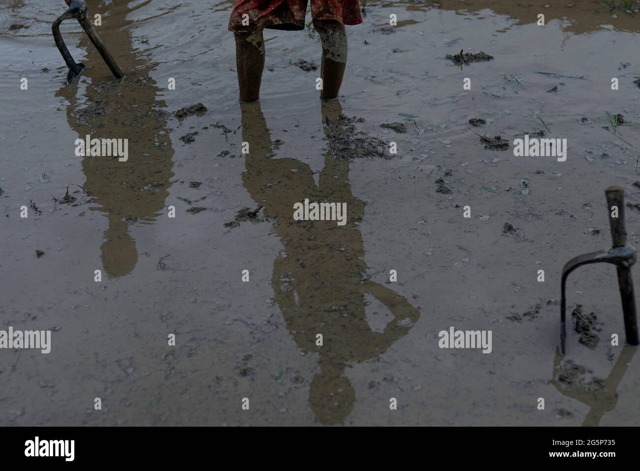 Lalitpur, Nepal. 29th June, 2021. Nepalese farmers plough a paddy field ...