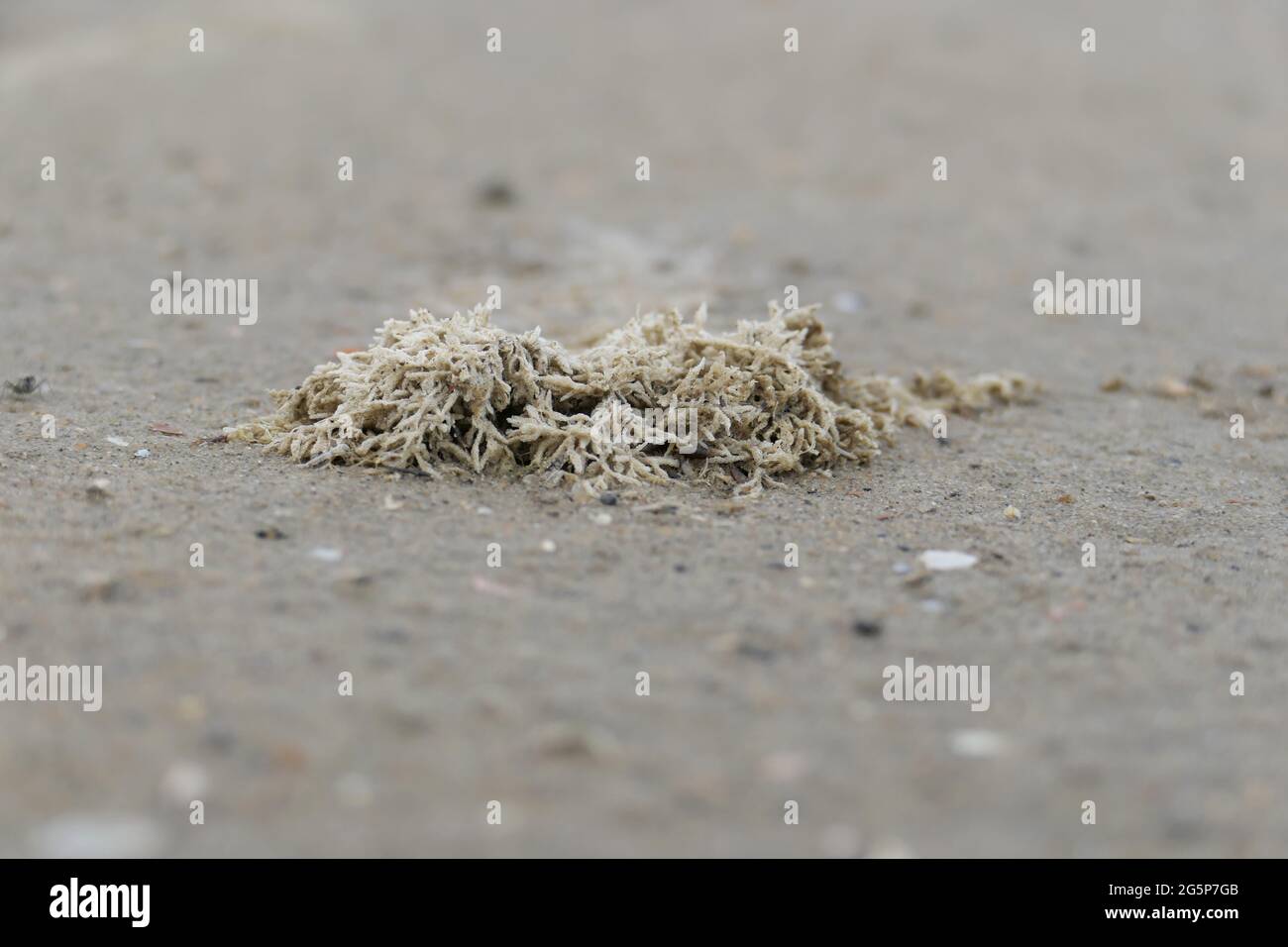 A small patch of seaweed on the sand of a beach Stock Photo - Alamy