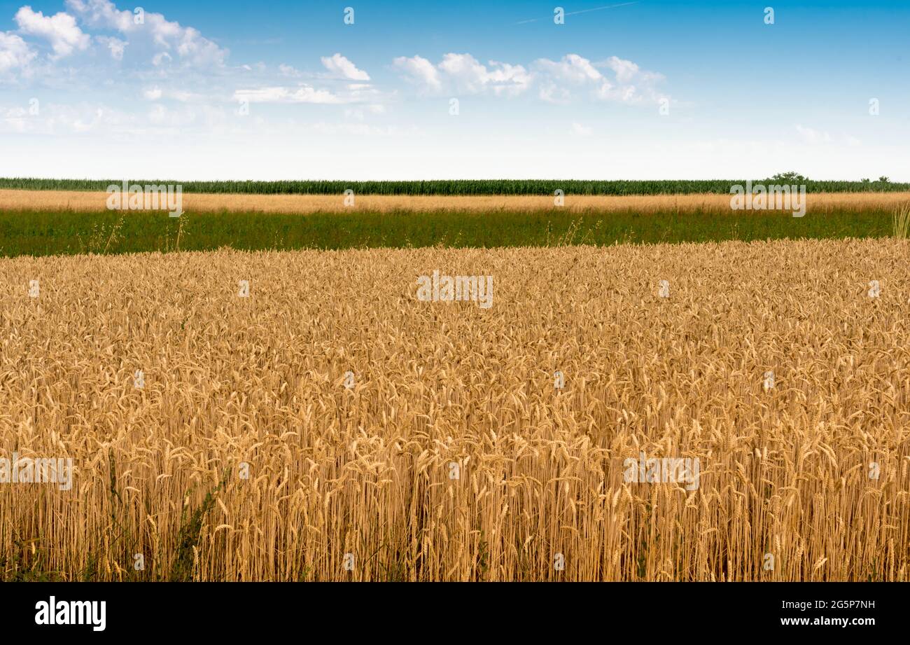 Golden wheat fields hi-res stock photography and images - Alamy