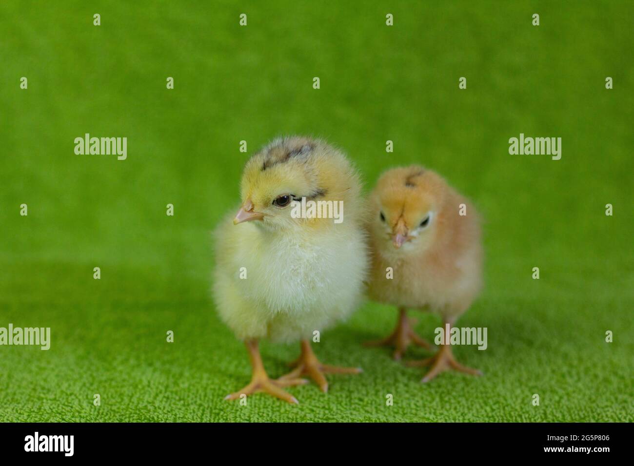 Little chickens.Two yellow chickens on a green background Stock Photo ...