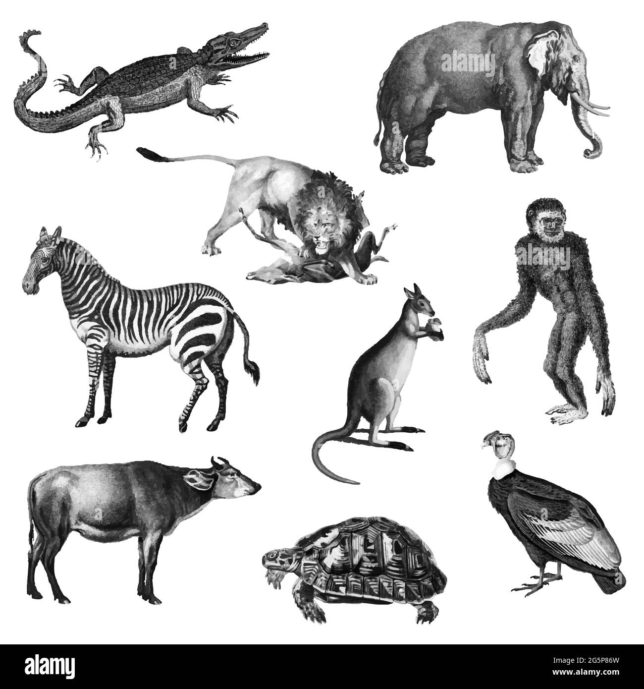 African Animals Illustrations High Resolution Stock Photography and ...