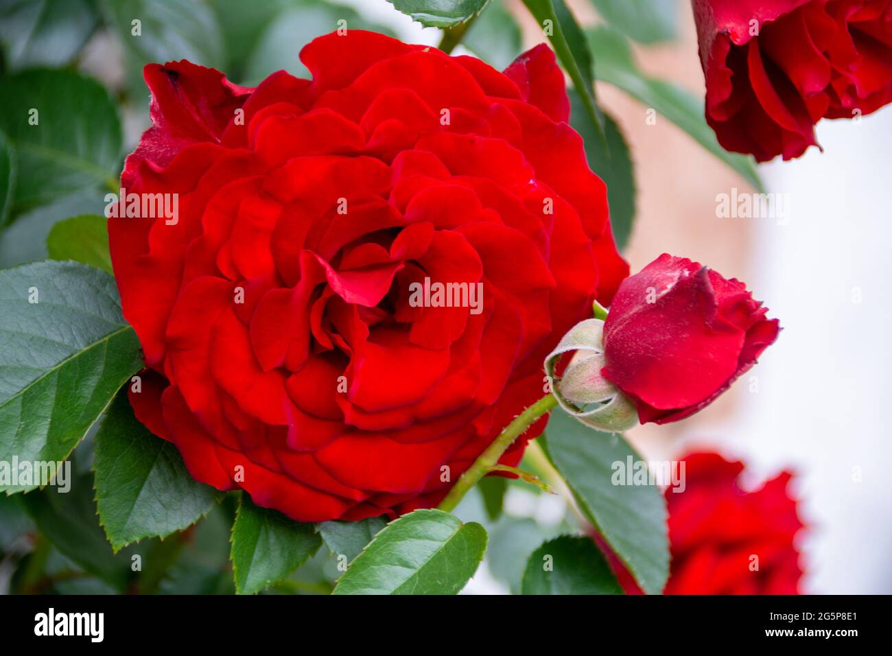 Close up of wild red roses in Summer. Vibrant natural background Stock ...