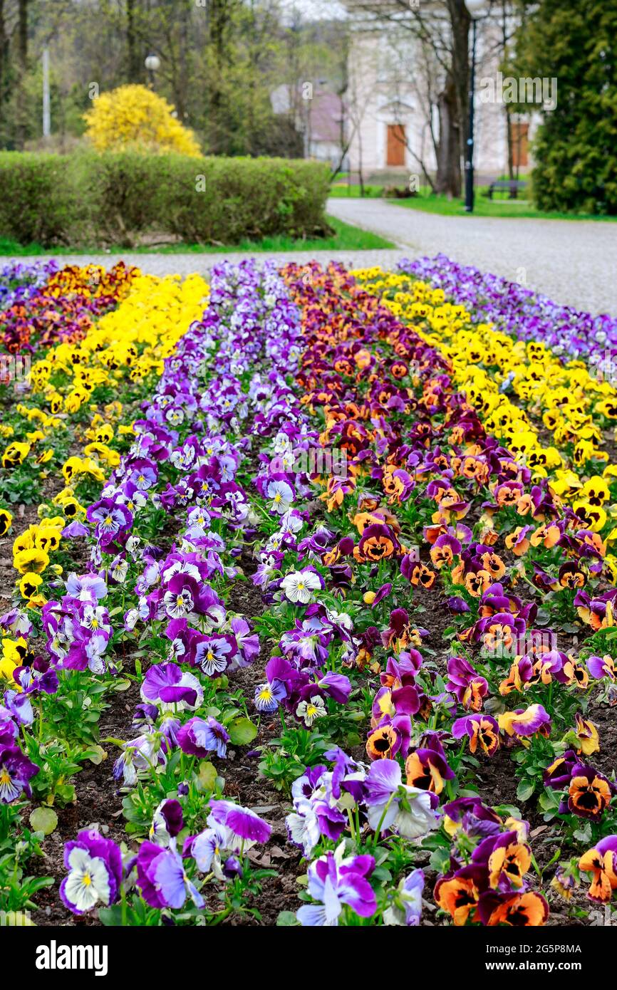 Field with pansy flowers. Spring flowers Stock Photo - Alamy