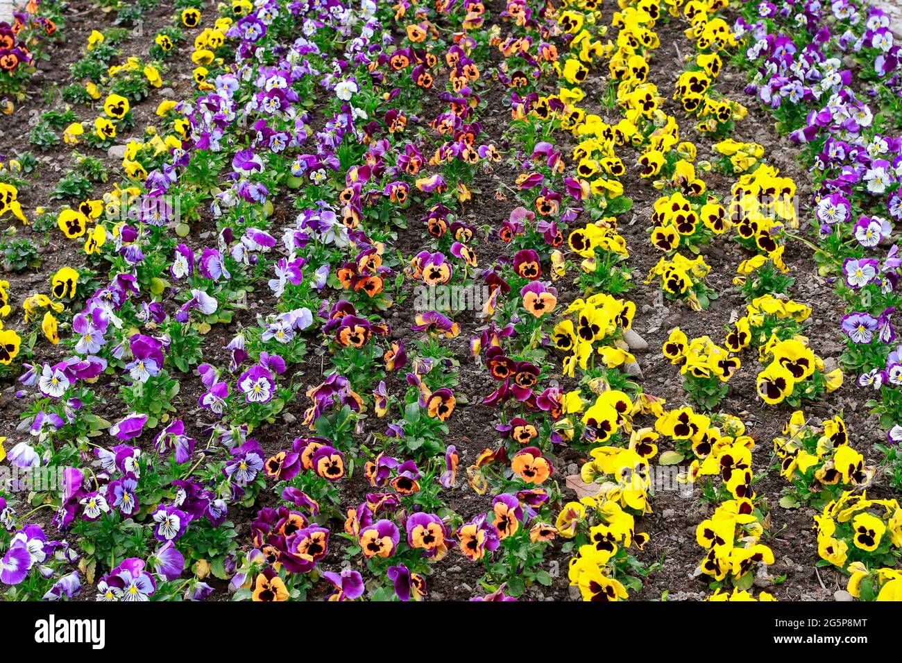 Field with pansy flowers. Spring flowers Stock Photo - Alamy