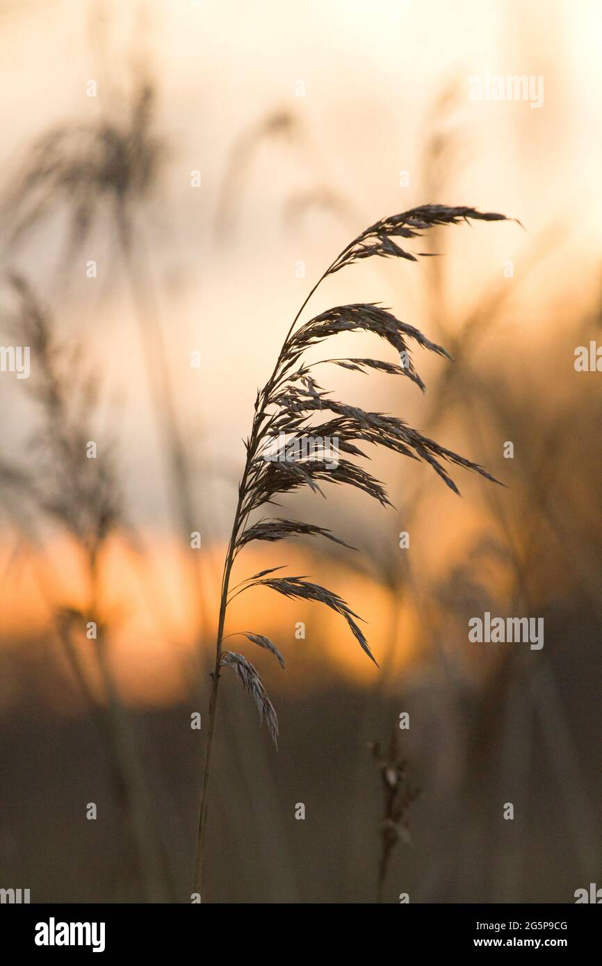 Blade of wheat hi-res stock photography and images - Alamy