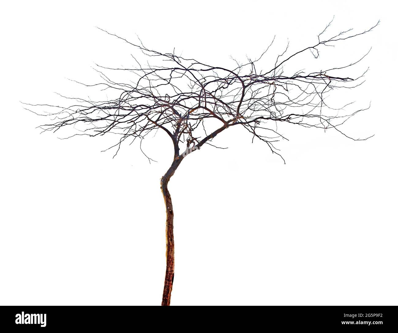 Dry tree isolated on white background Stock Photo - Alamy