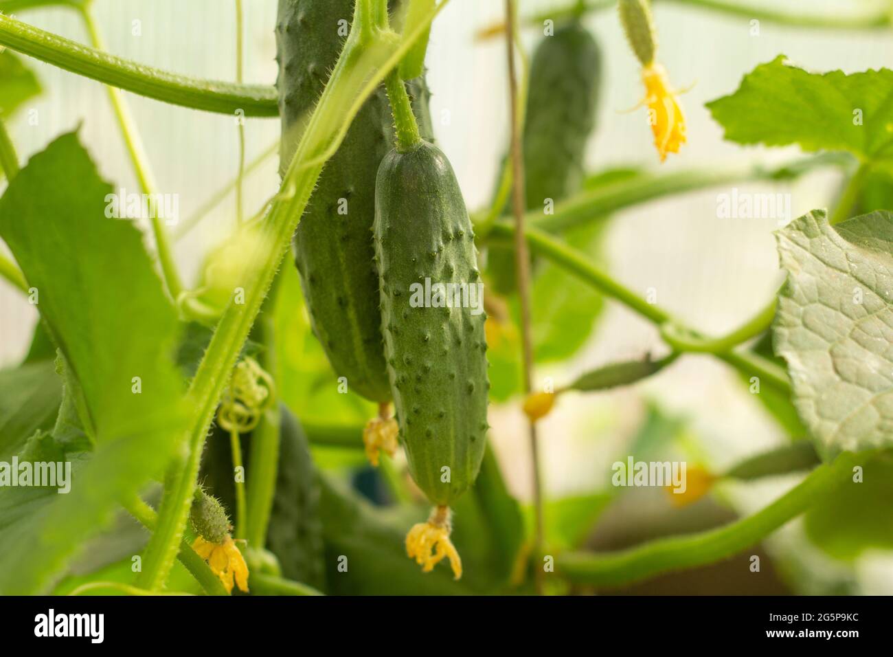 Young organic cucumbers grow in the garden.Growing vegetables.Fresh ...