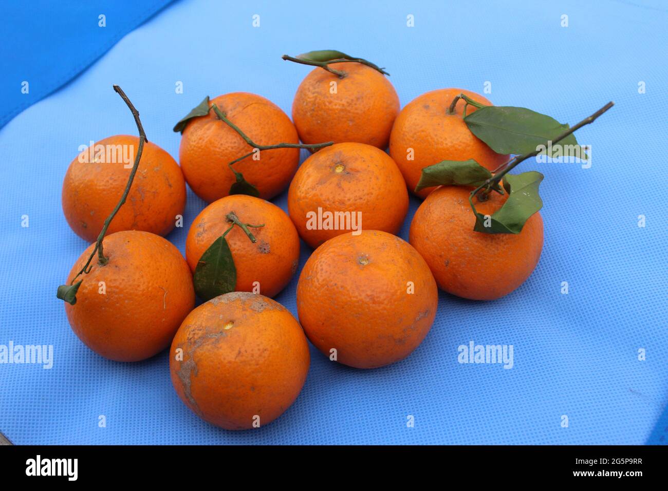 Group of juicy mandarins on the blue fabric Stock Photo - Alamy