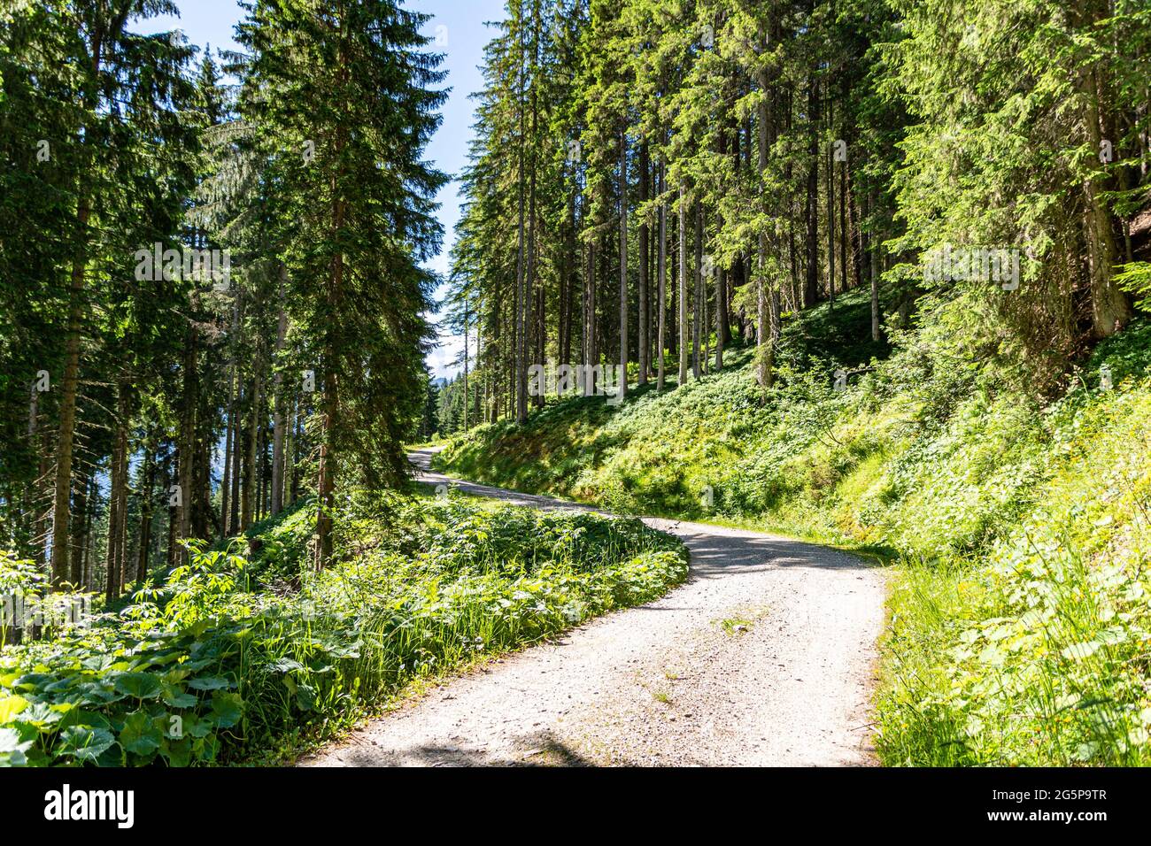Alpine summer view of a gravel street thru green trees. Hiking in the ...