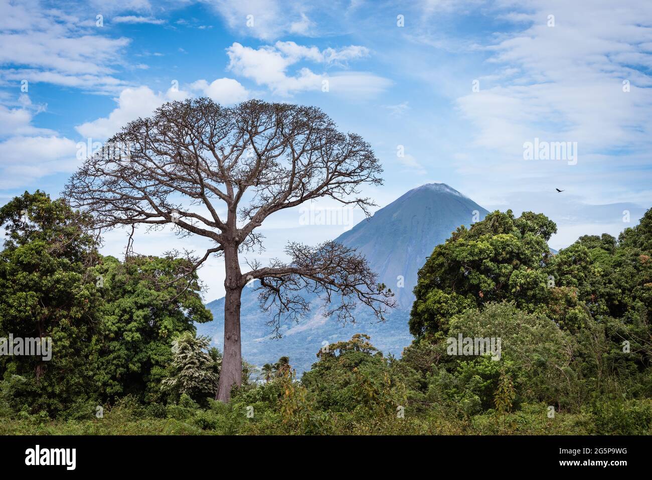 A tropical forest with a huge tree and a volcano in the background. A ...