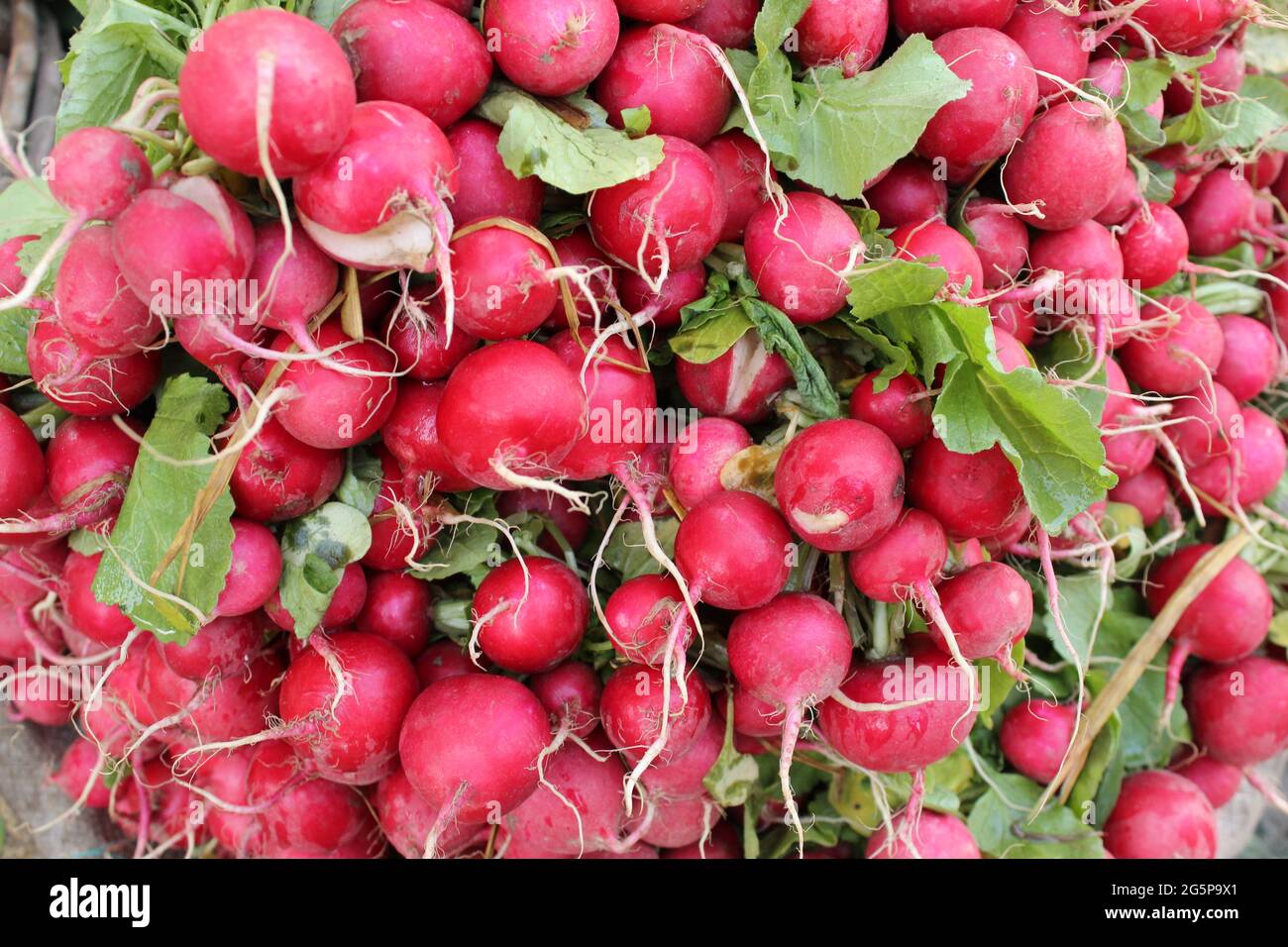 Texture of freshly harvested radish Stock Photo - Alamy