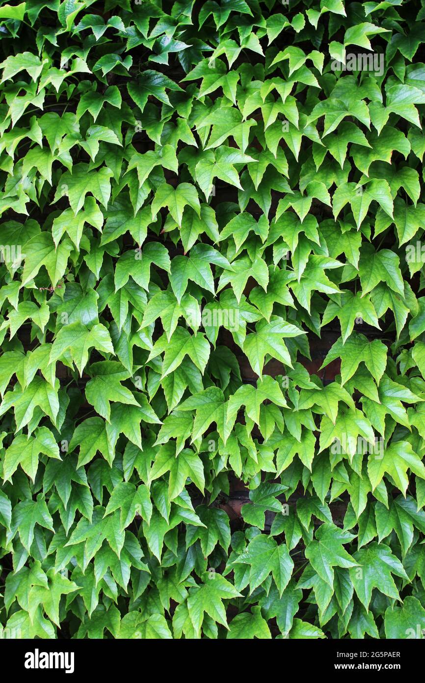 Wall covered with ivy creeper. Graphic resources Stock Photo - Alamy