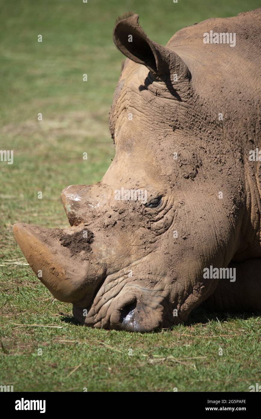 Rhino walking and eating fresh grass Stock Photo - Alamy