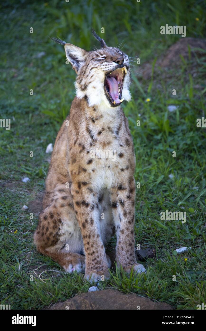 Biggest of all lynx hi-res stock photography and images - Alamy