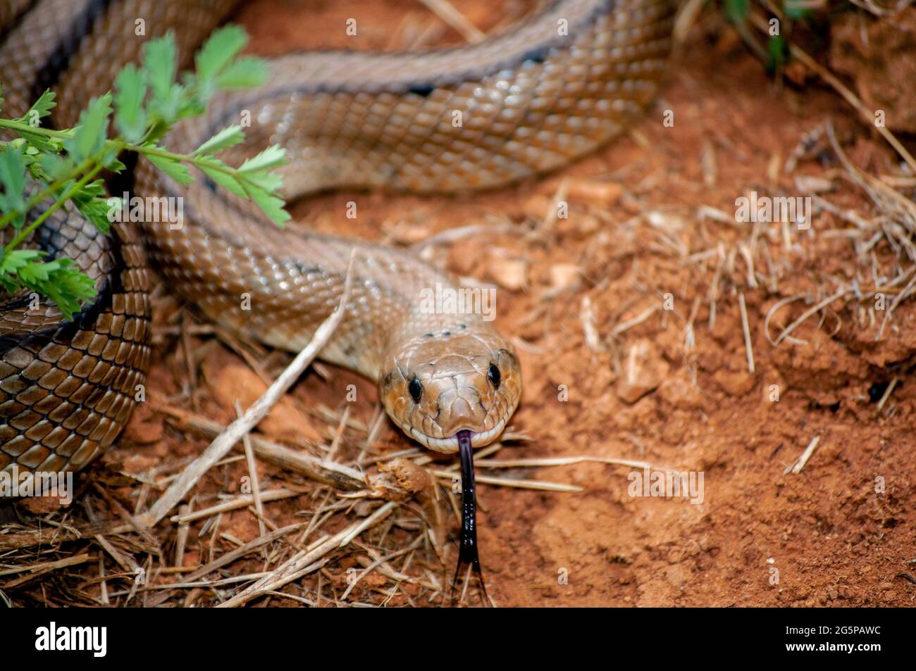 Ladder snake close-up with tongue outside Stock Photo - Alamy