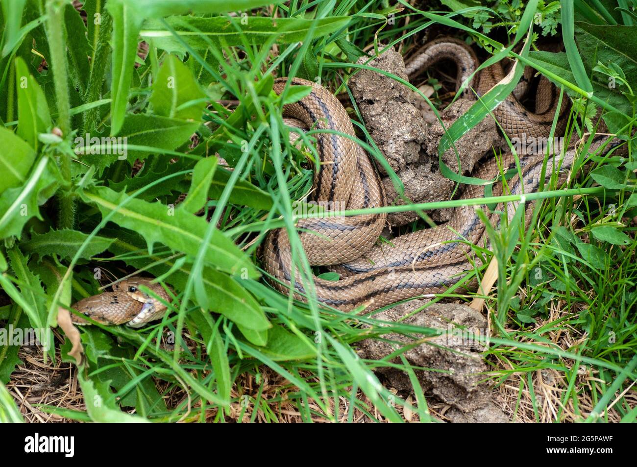 Two ladder snakes biting male female reproduction Stock Photo - Alamy