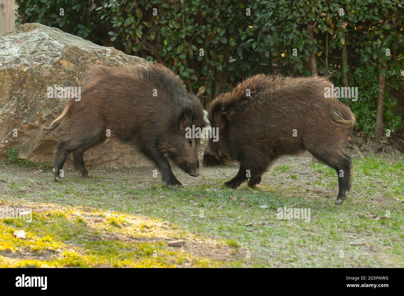 Boars fighting hi-res stock photography and images - Alamy