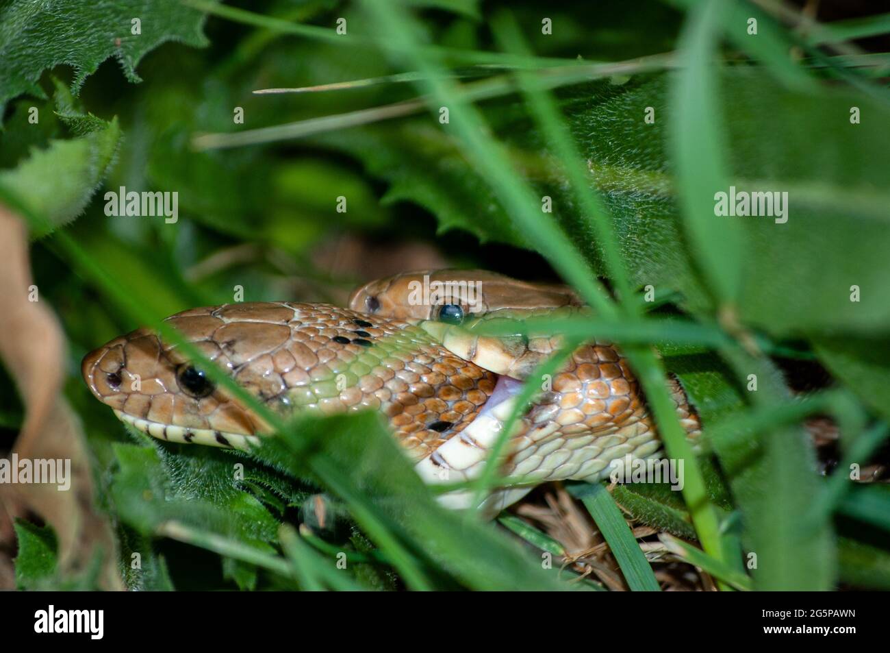 Two ladder snakes biting male female reproduction Stock Photo - Alamy