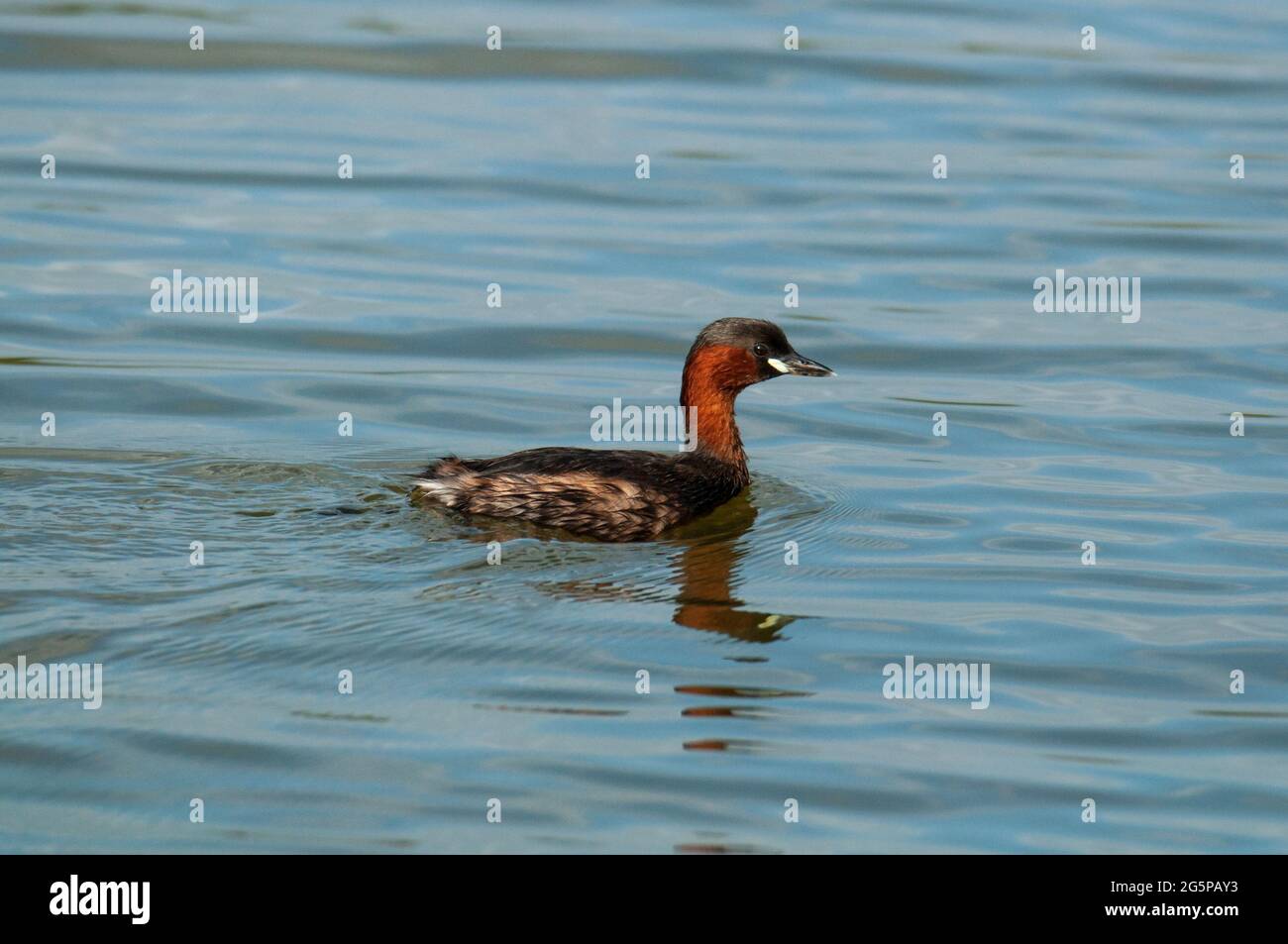 Little grebe swimming in a lake Stock Photo - Alamy