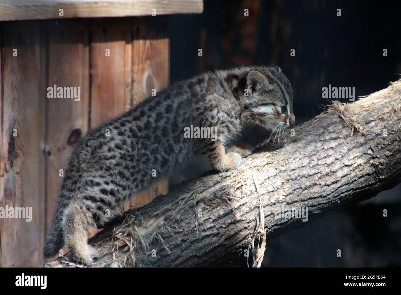 close up portrait of leopard cat kitten walkin on a log in the zoo ...