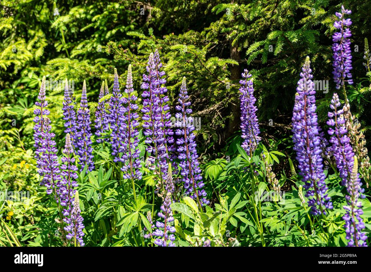 Lupins wildflowers (Lupinus polyphyllus) next to a hiking trail in ...