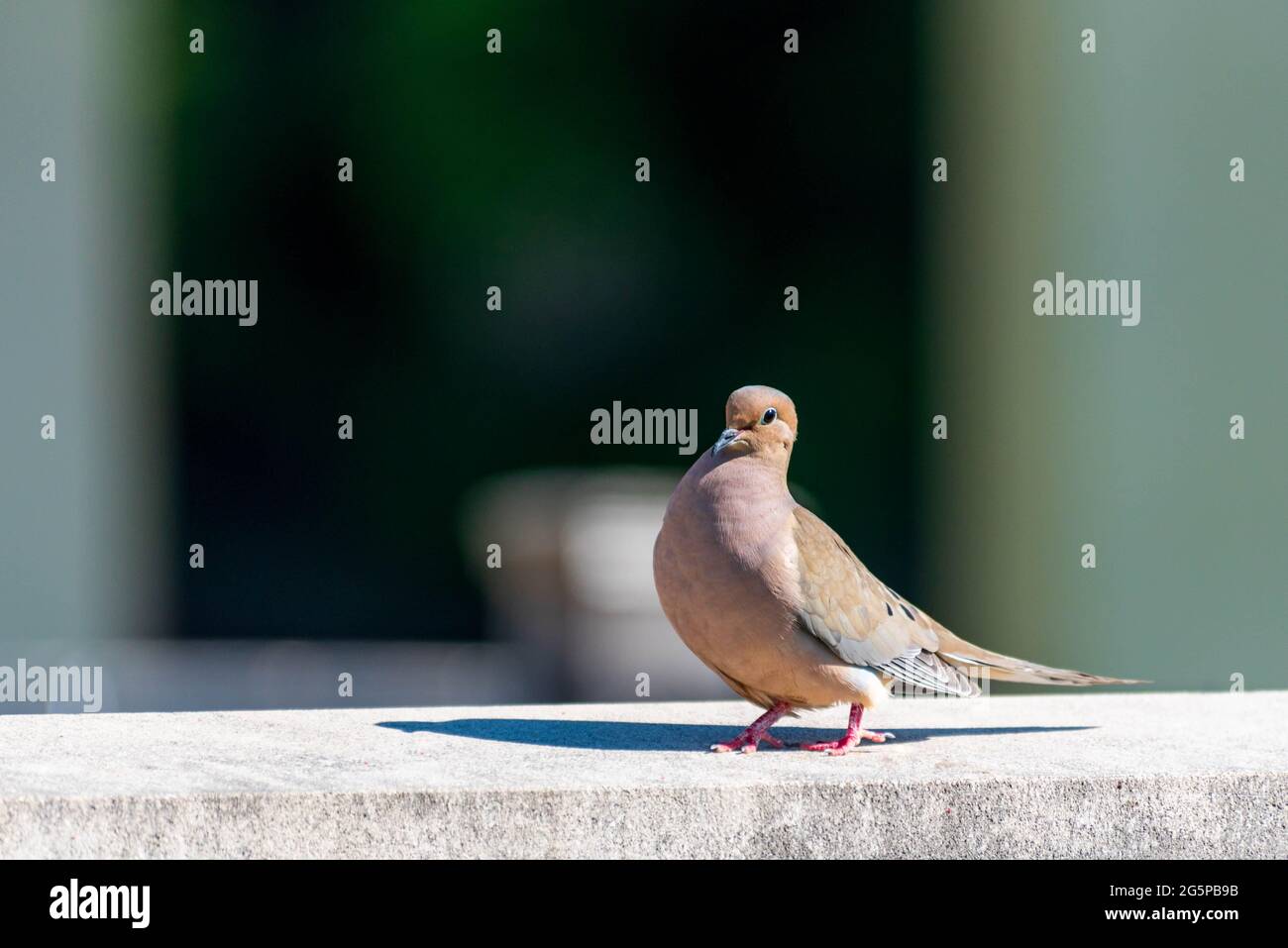 American Mourning Dove Zenaida Macroura perching on a wall Stock Photo ...
