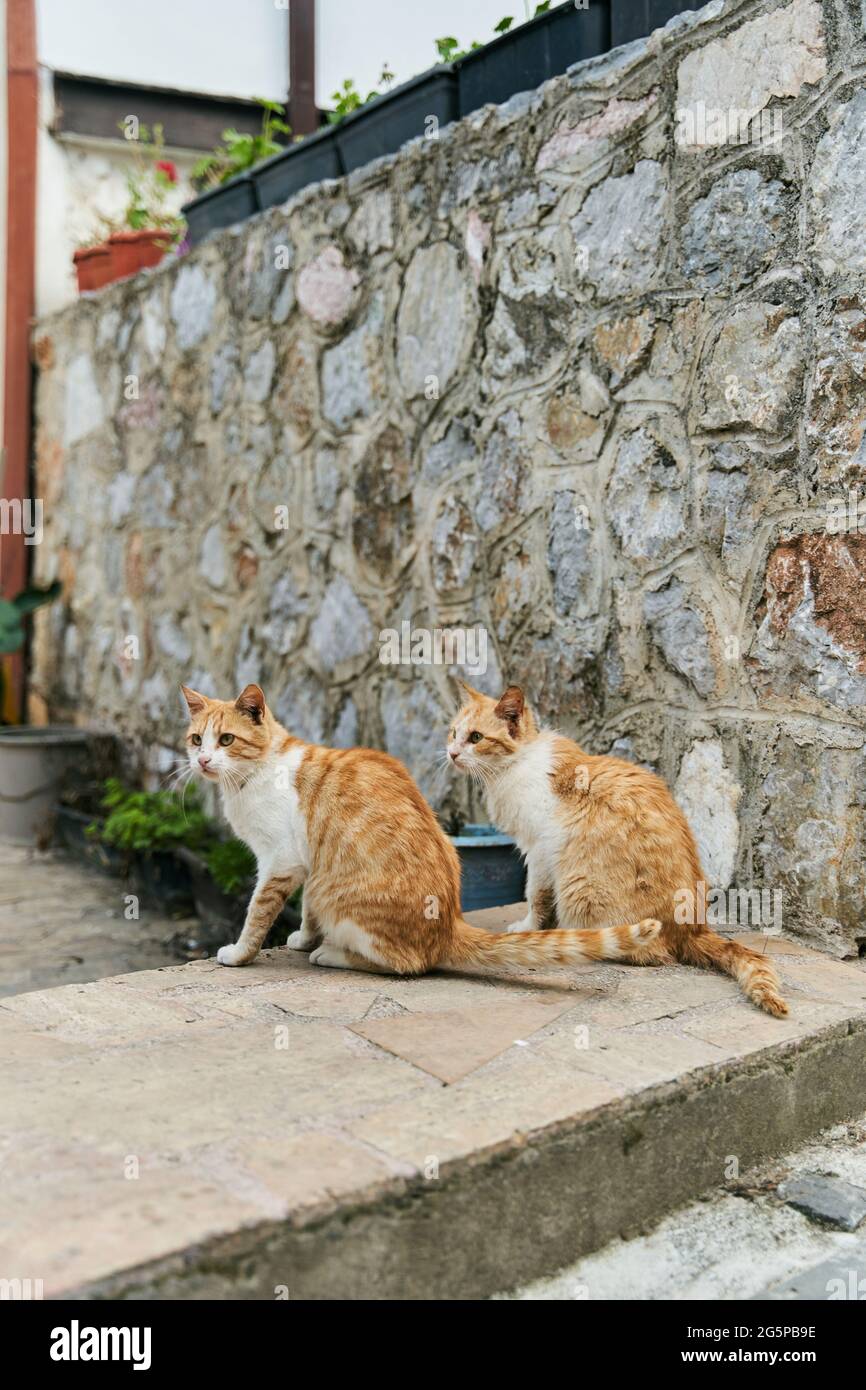 Two identical ginger cats are sitting on the floor Stock Photo - Alamy