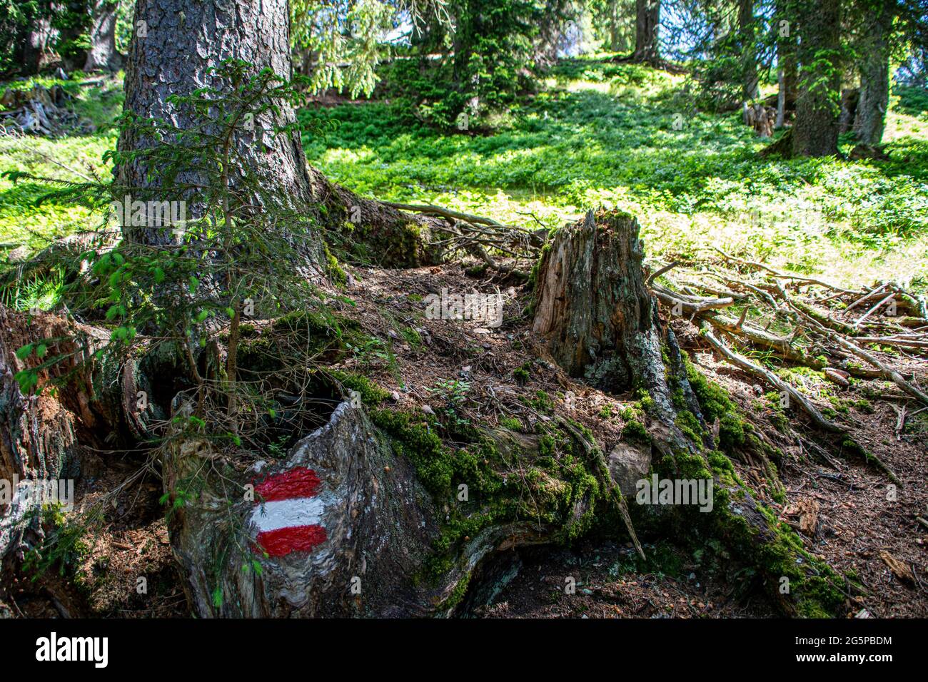 Hiking trail sign painted on a tree in the Austrian Alps Stock Photo ...