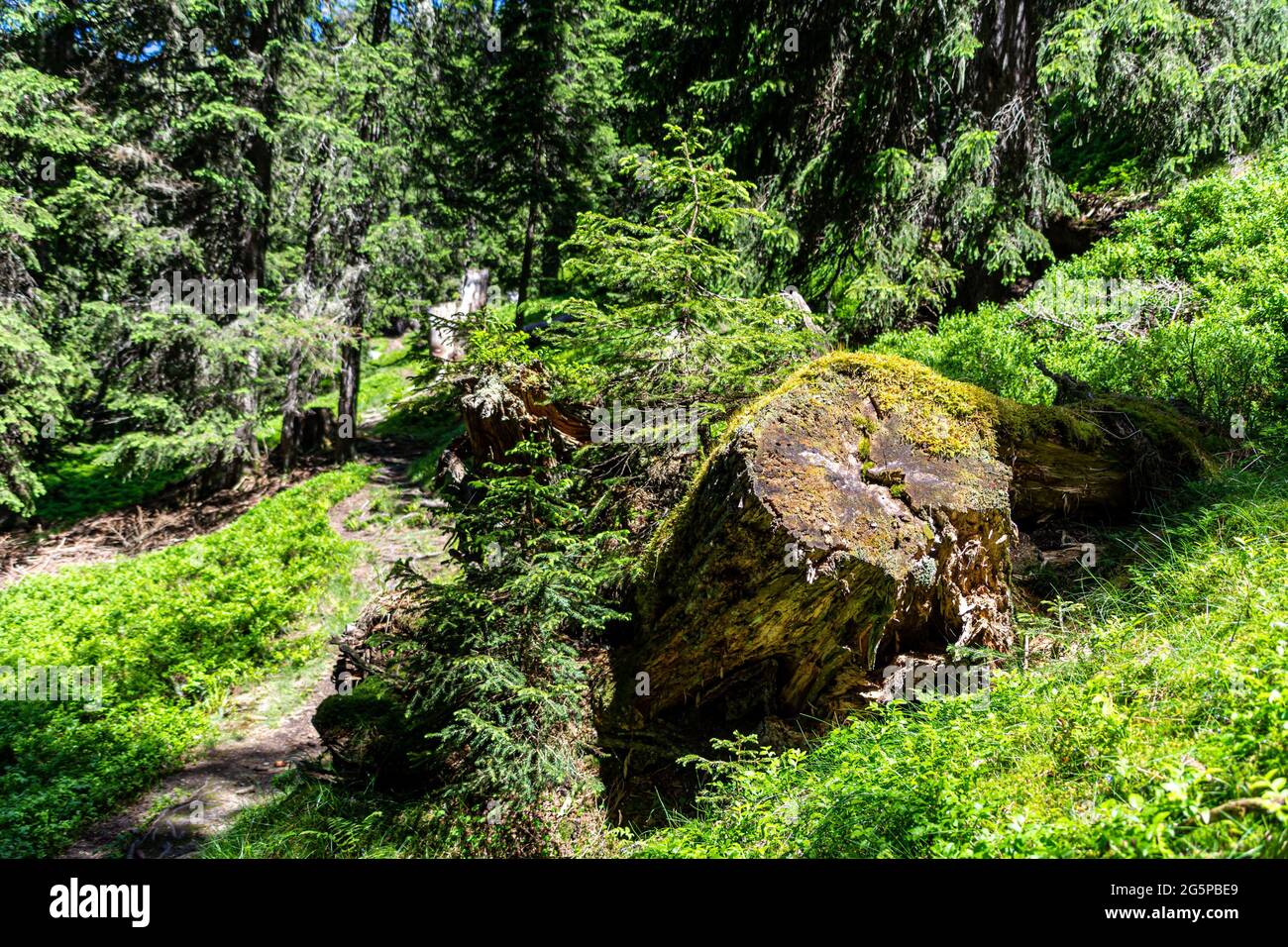 Alpine vegetation alpine fir trees hi-res stock photography and images ...