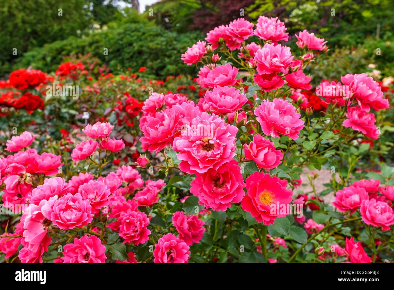 Beautiful red roses in a garden Stock Photo - Alamy