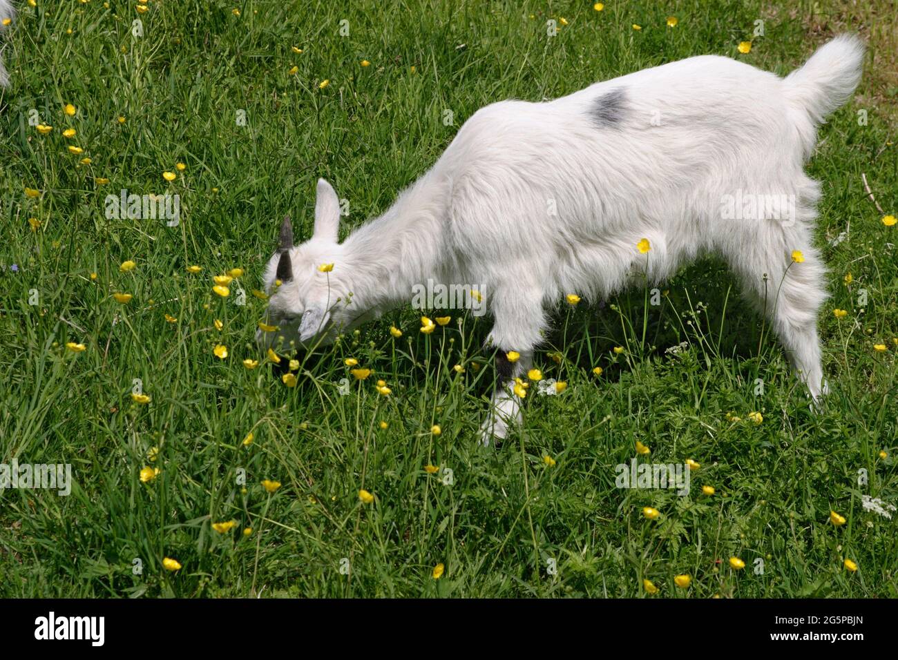 Goat browse hi-res stock photography and images - Alamy