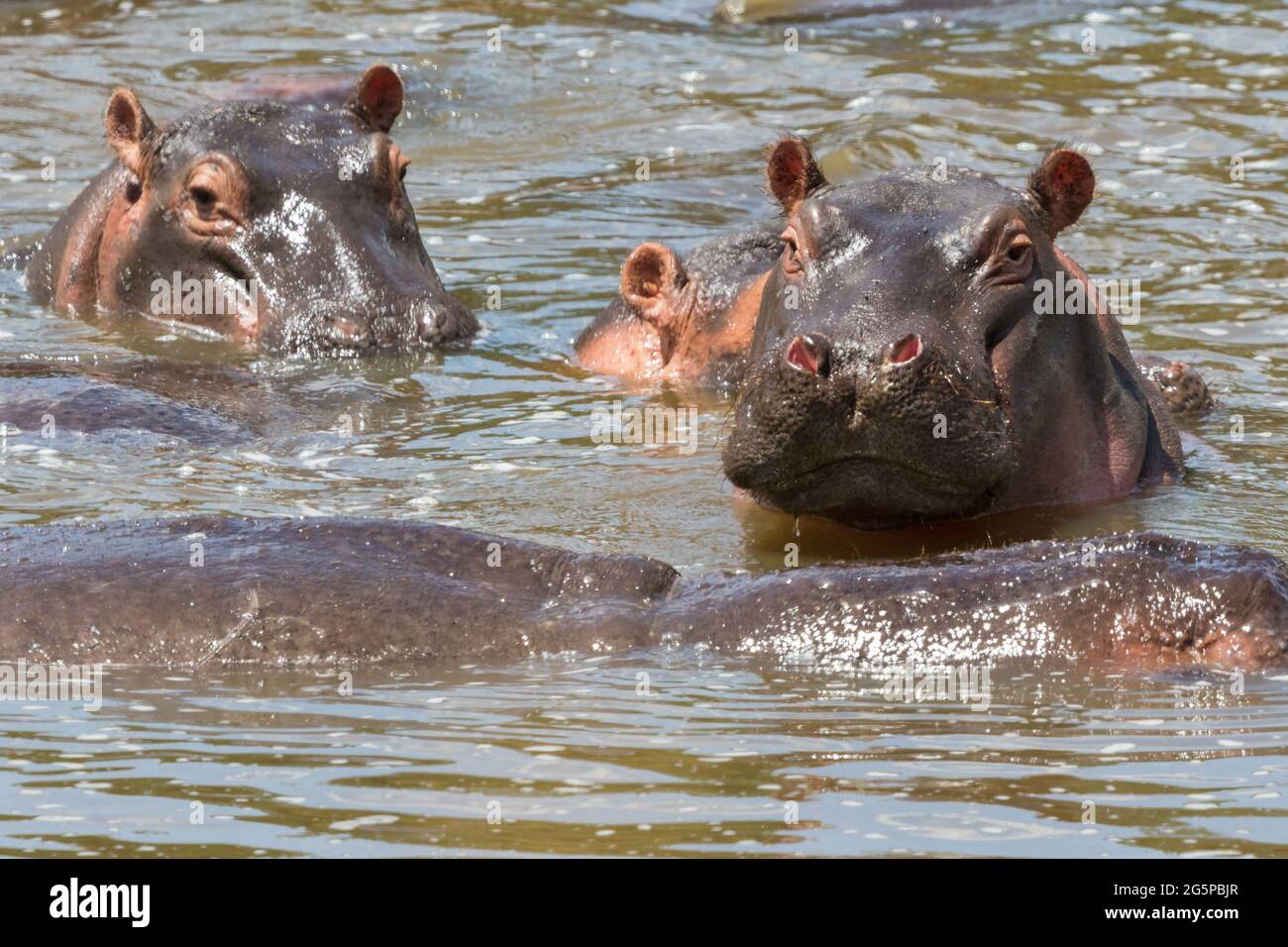 Hippos in the water Stock Photo - Alamy