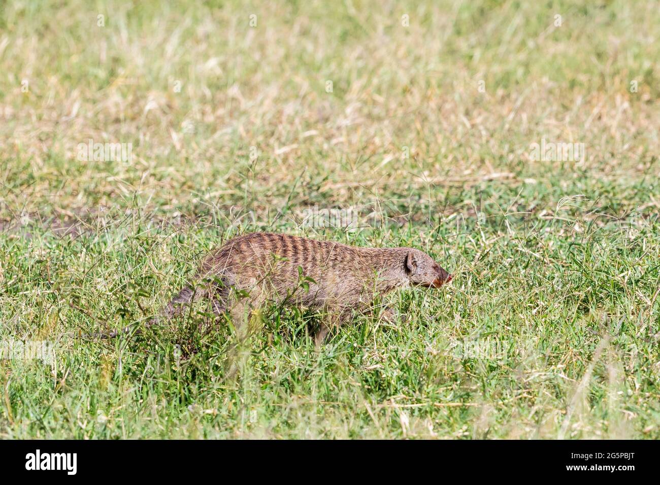 Mongoose on grassland hi-res stock photography and images - Alamy