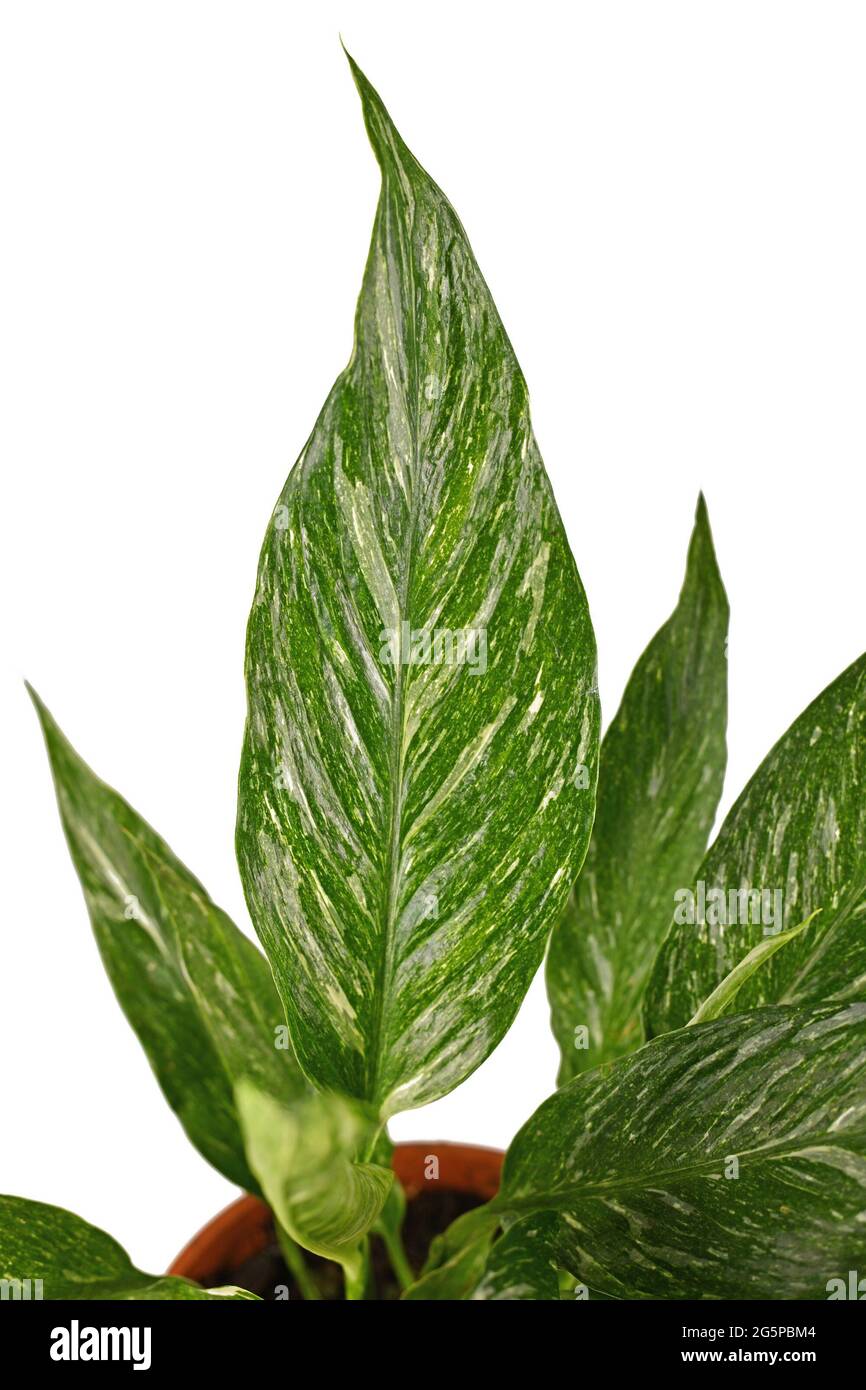 Leaf of tropical 'Spathiphyllum Diamond Variegata' houseplant with ...