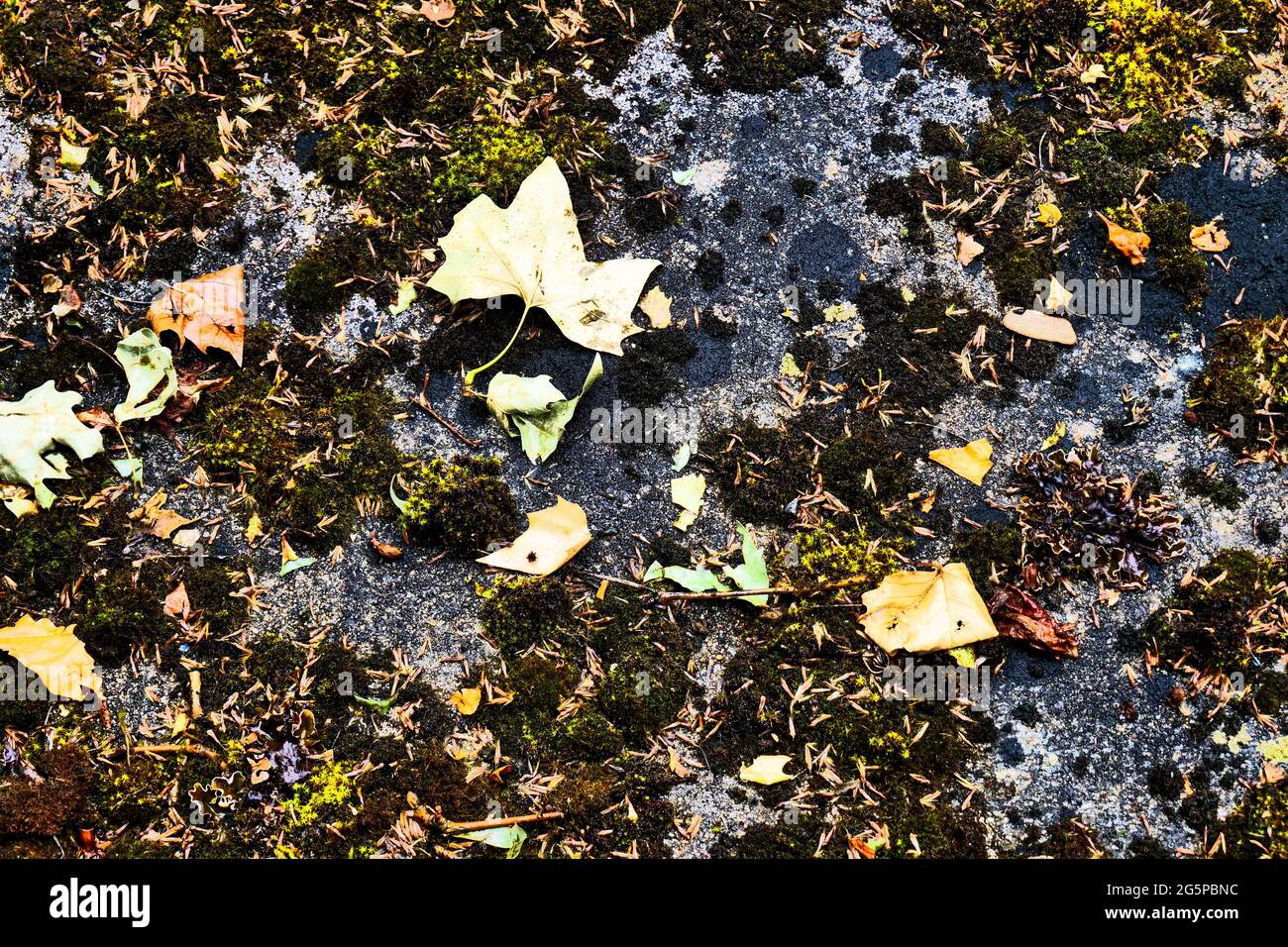 Dead leaves on a moss covered concrete ground, Conceptual photography ...