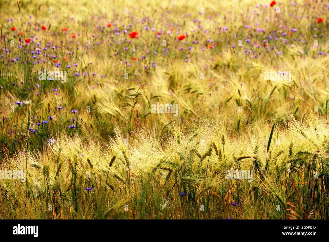 Rye growing in the field hi-res stock photography and images - Alamy