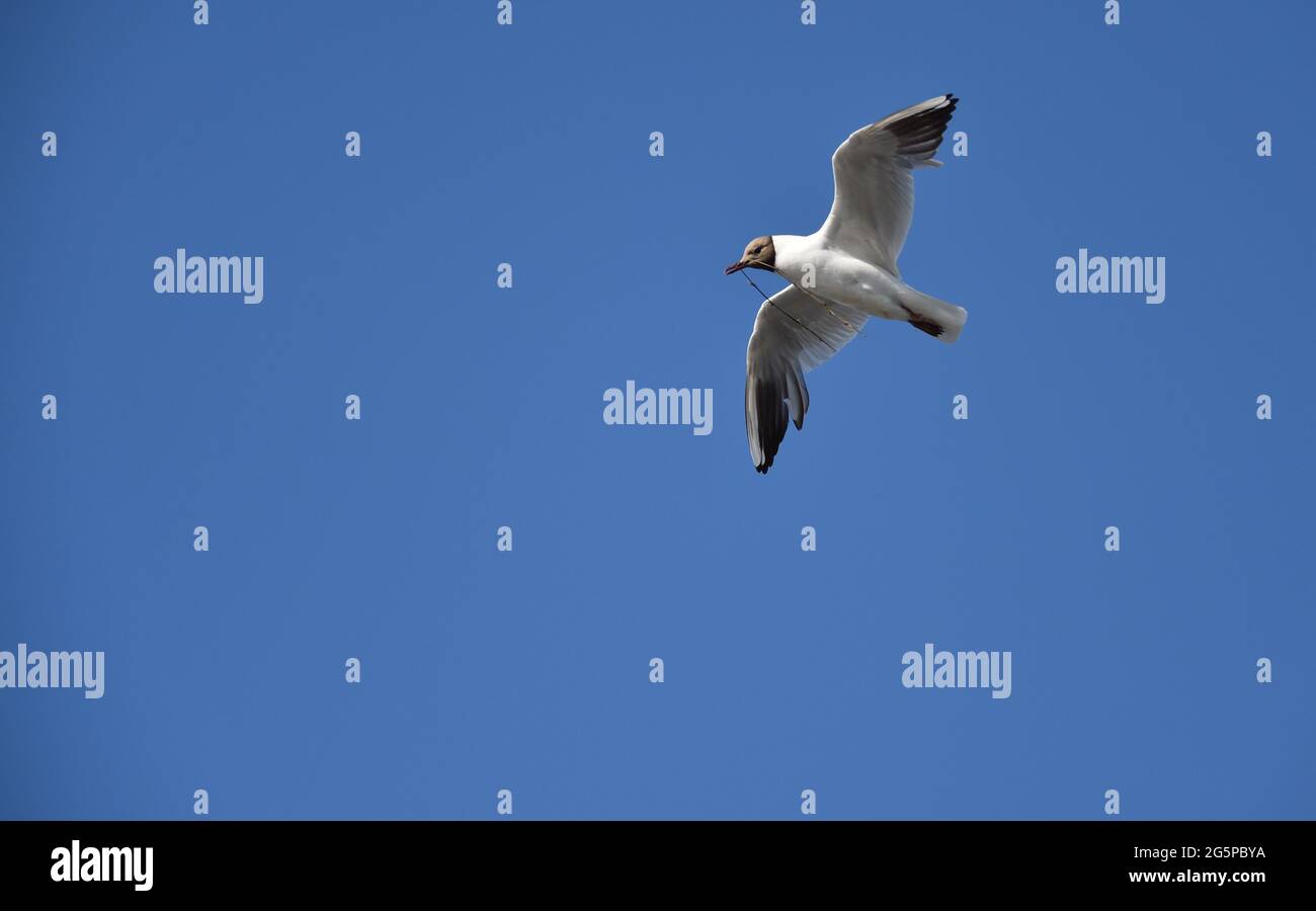 Black-headed Gull In Flight Stock Photo - Alamy