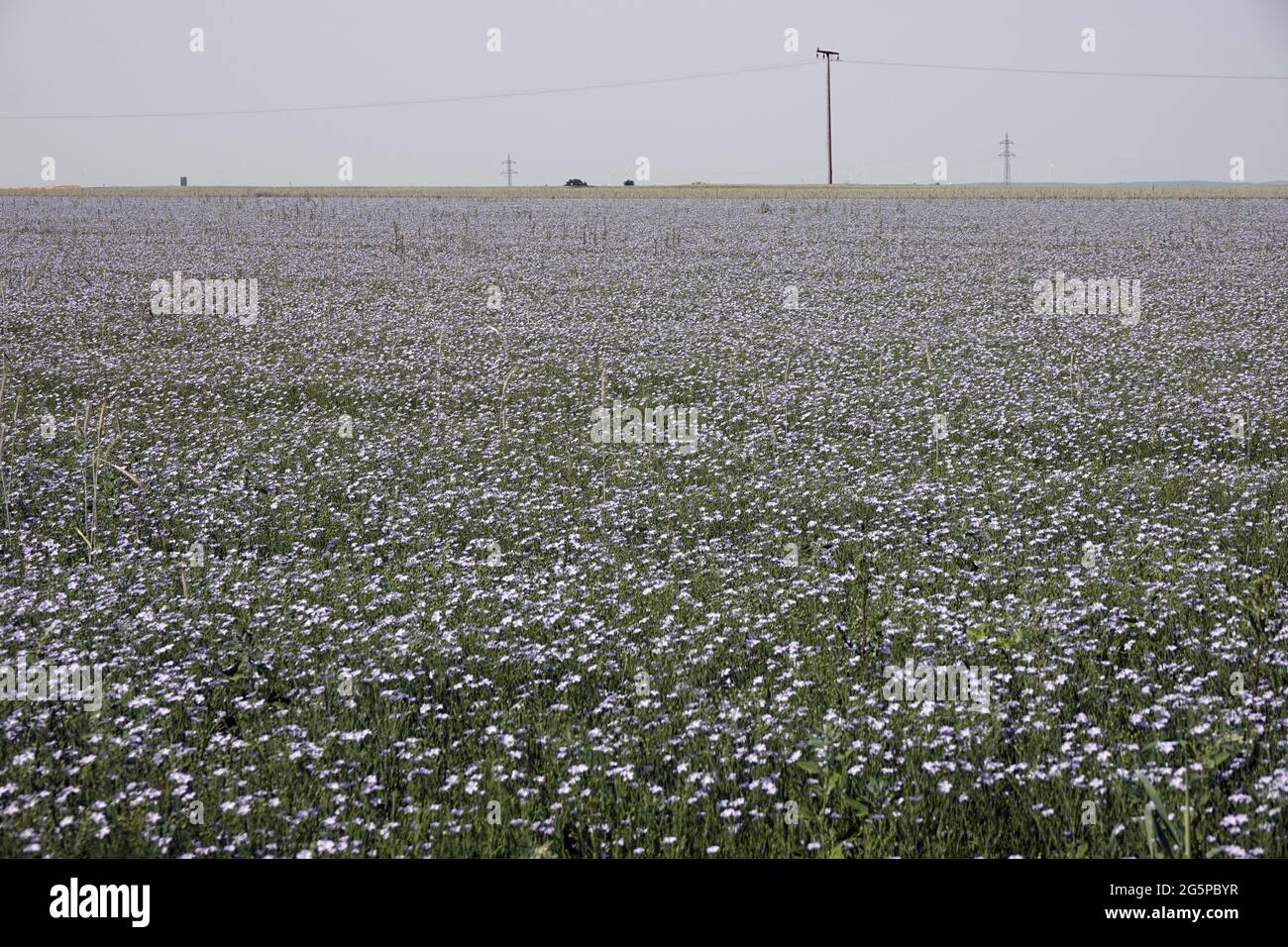 Flowering Flax Field, Organic Farming, Near Spiesheim In Rheinhessen ...