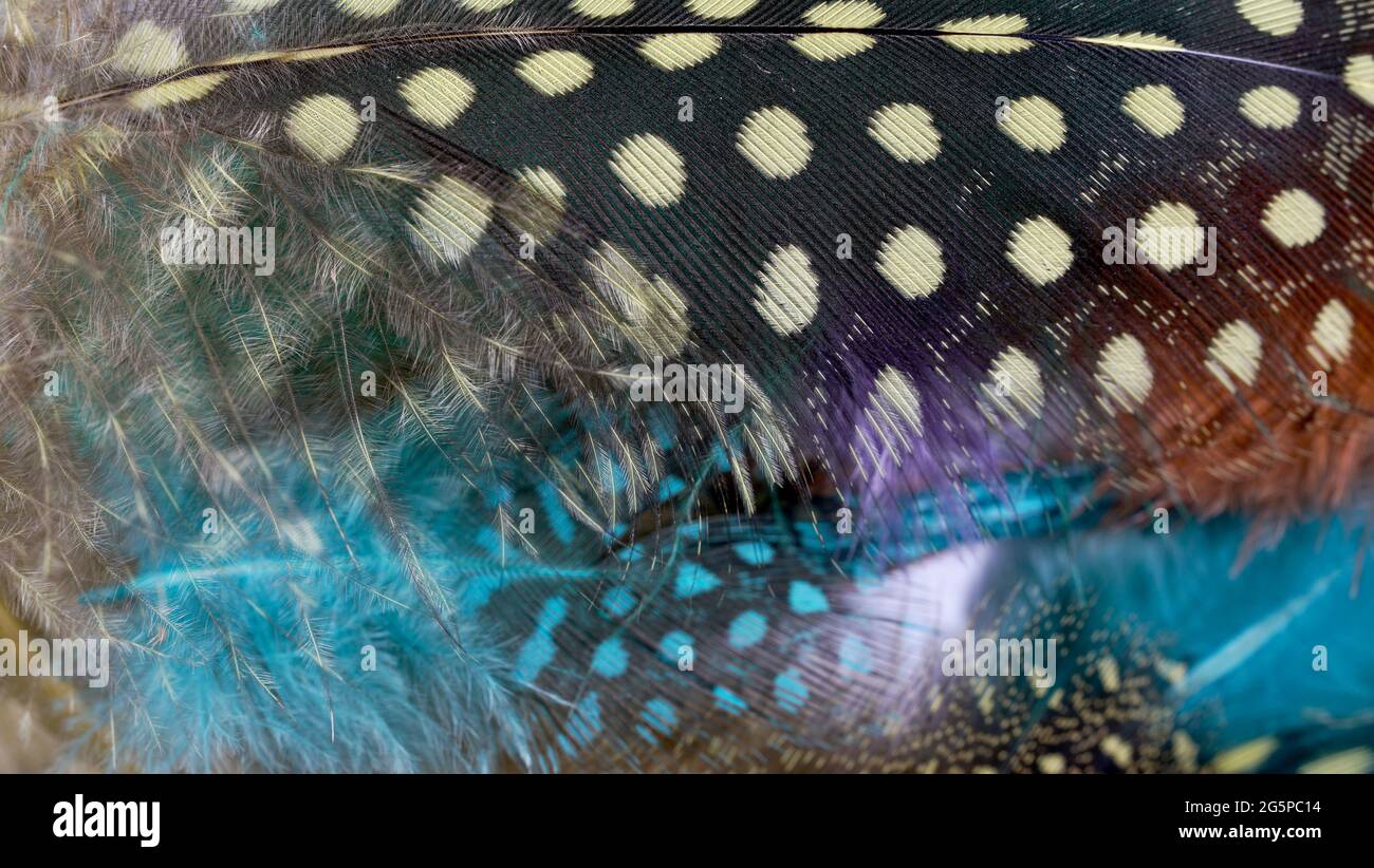 Black feather with white dots hi-res stock photography and images - Alamy
