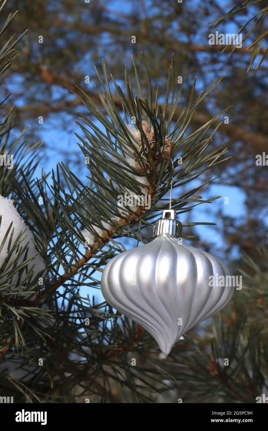 Natural outdoor Christmas tree Stock Photo - Alamy