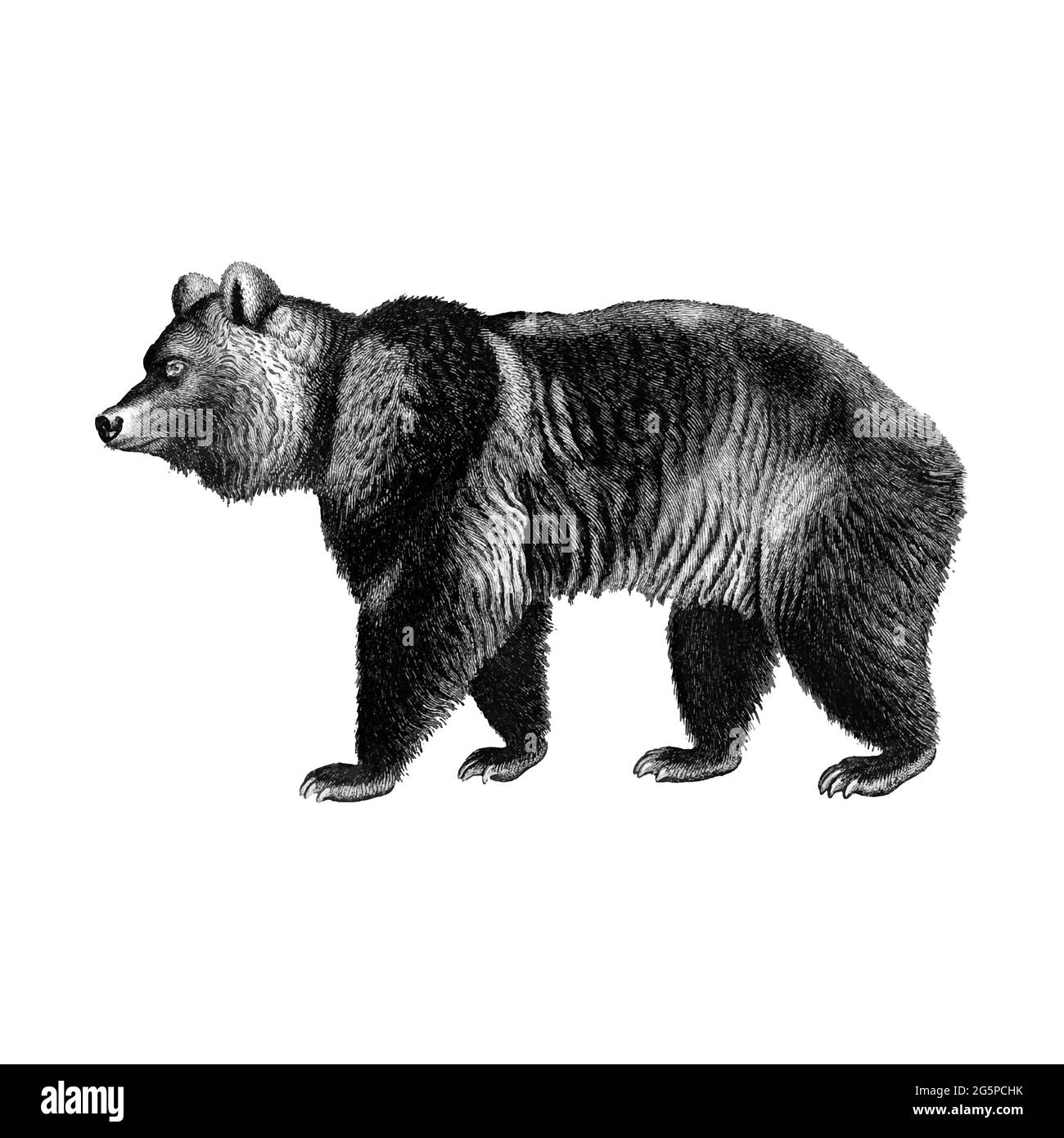 Vintage Zoo Bear Stock Vector Images - Alamy